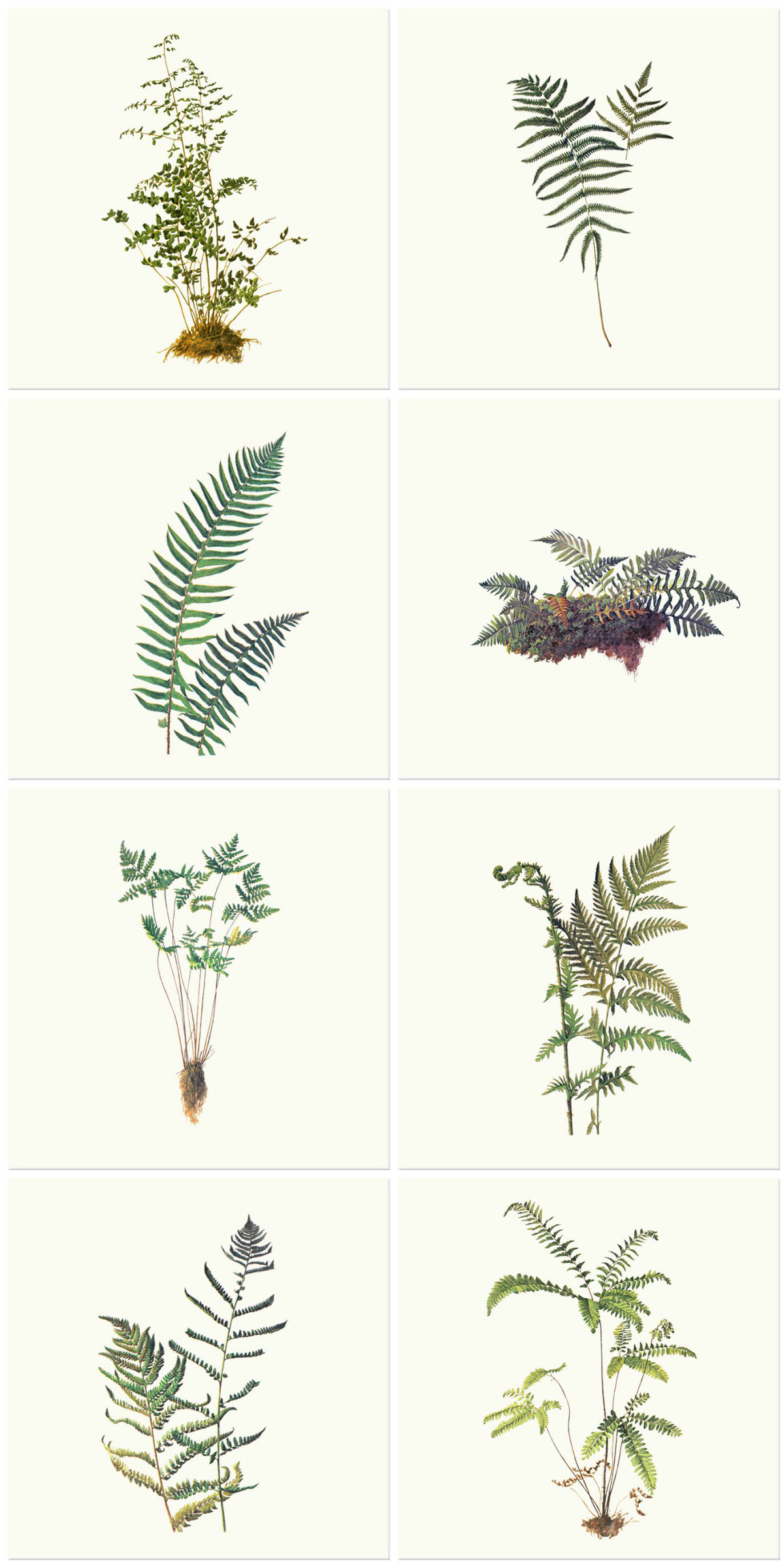 California Arts and Crafts Botanicals | Northwest Fern Tiles